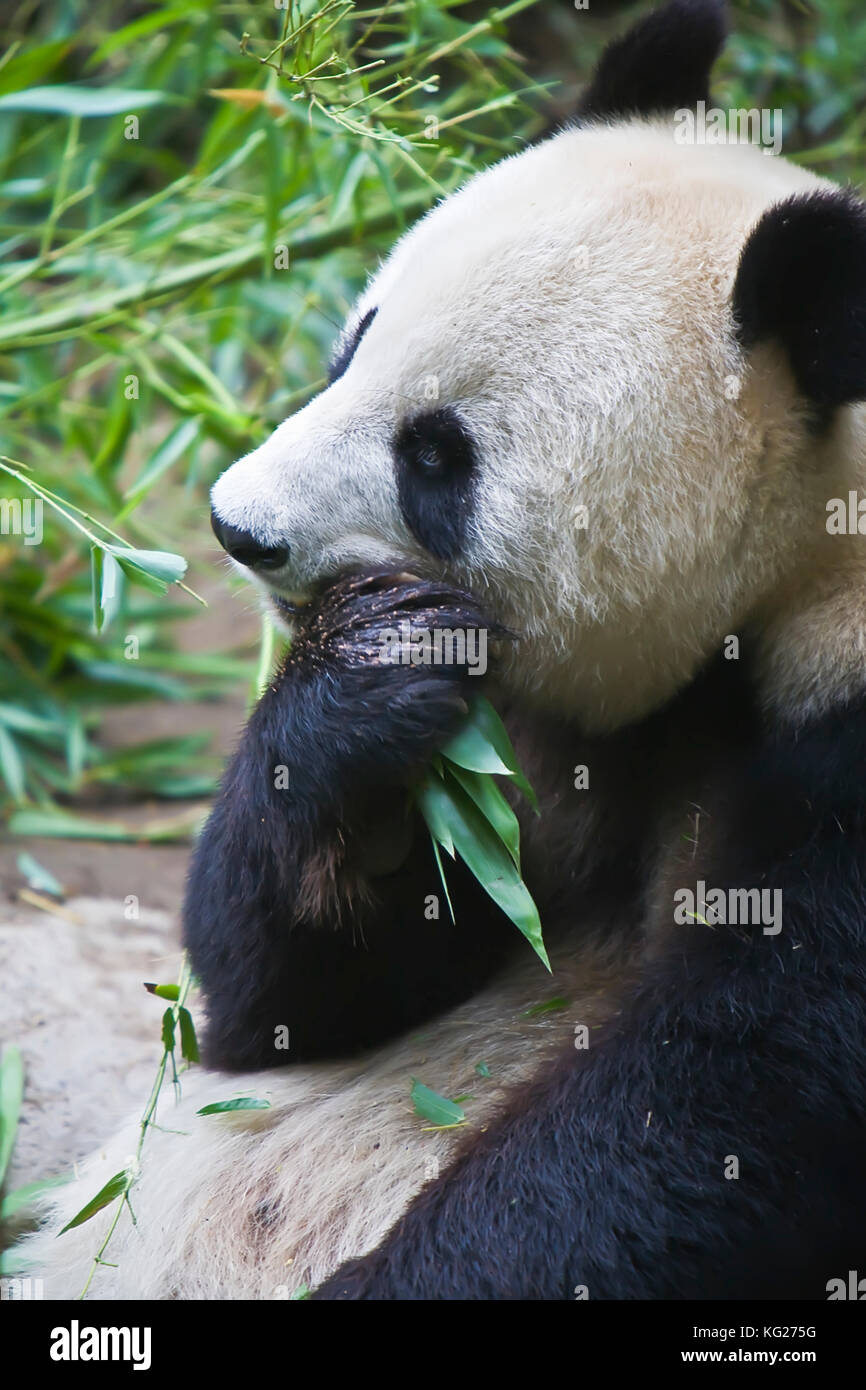 Bai Yun, a giant panda at the San Diego Zoo, San Diego CA. Hers was the ...