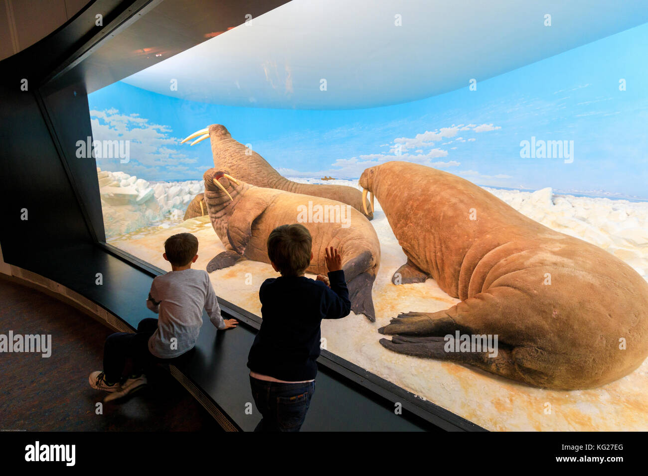 Children look at walruses of the past from the glass window, Zoological ...