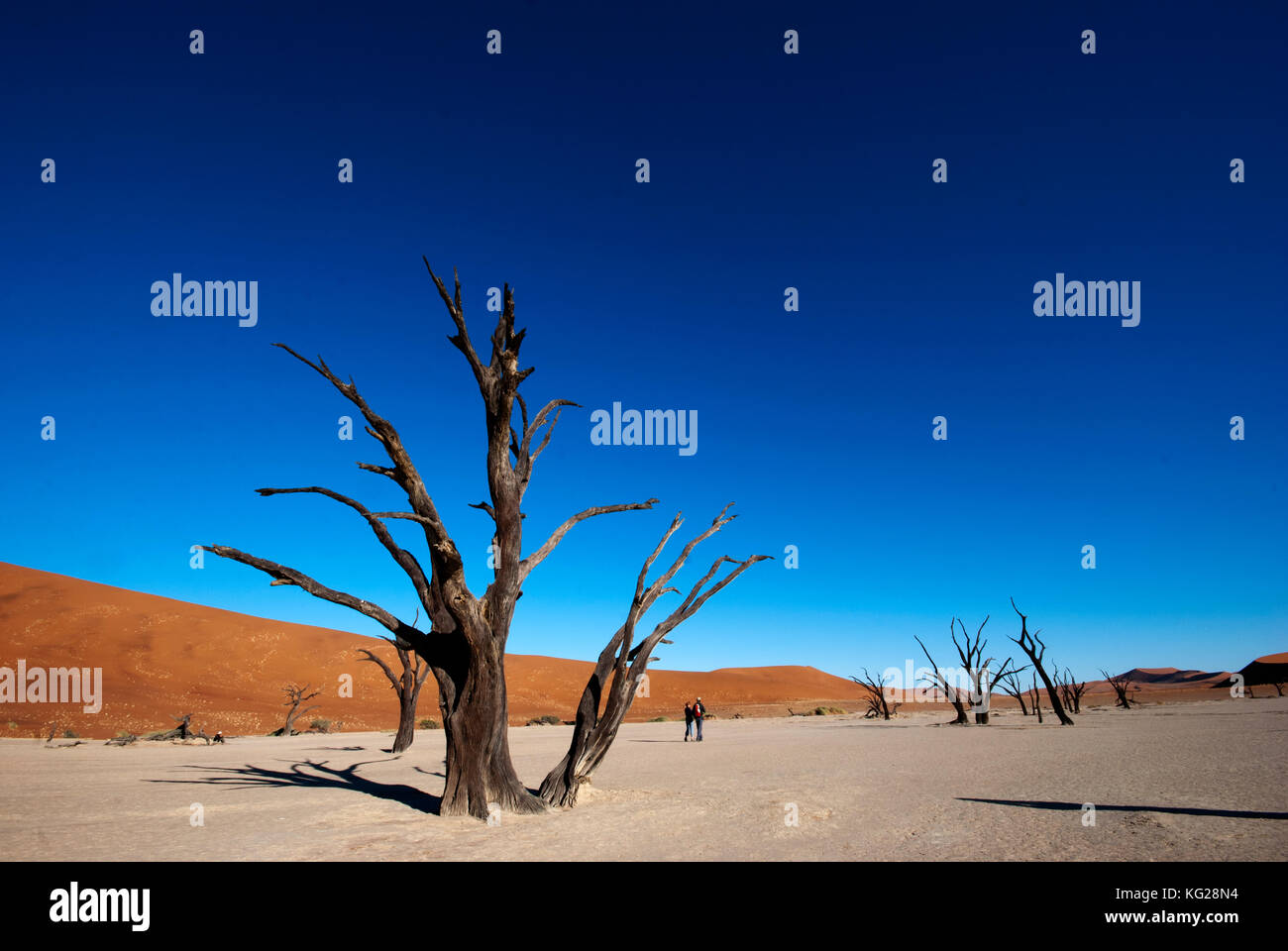 Dead trees at Dead Vlei, Namib Naukluft National Park, Namibia Stock ...