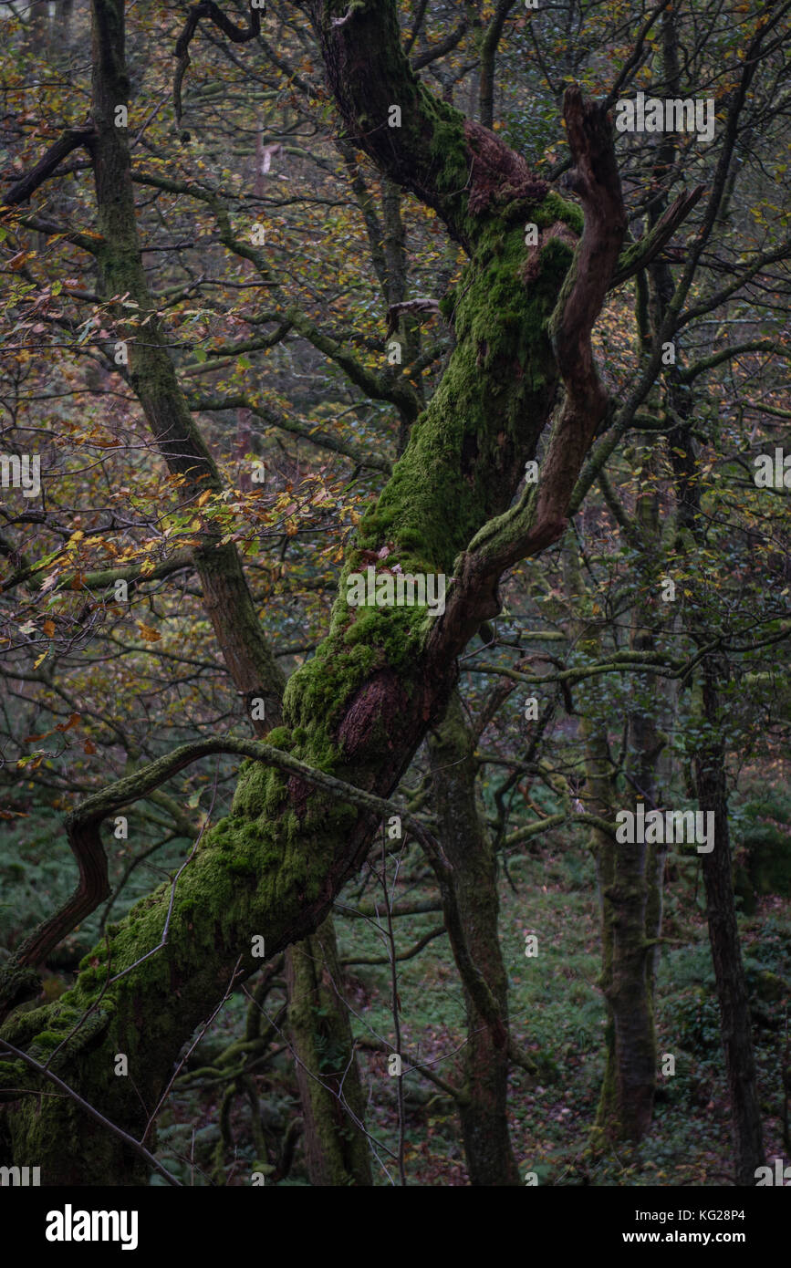 Dead oak covered with moss hi-res stock photography and images - Alamy