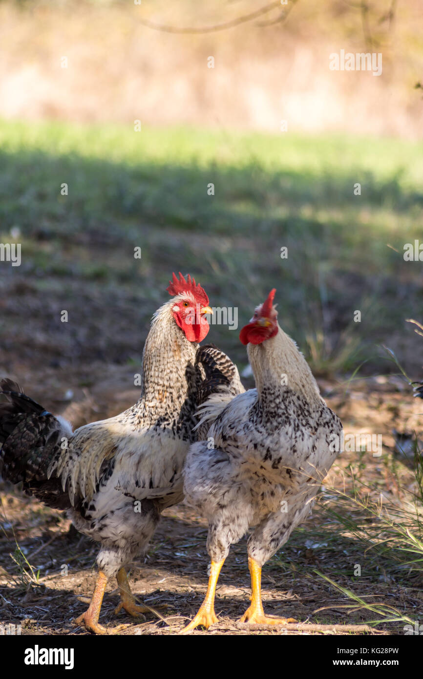 Free chickens on a farm at Corfu Greece Stock Photo - Alamy