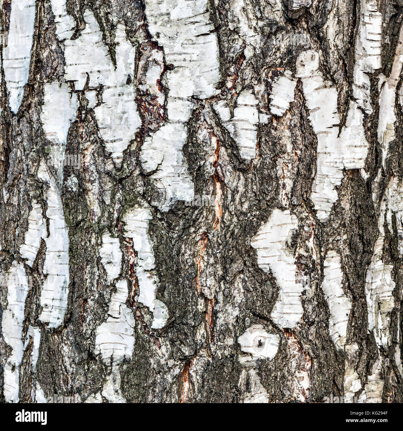Birch tree bark texture. Surface of the tree trunk Stock Photo - Alamy
