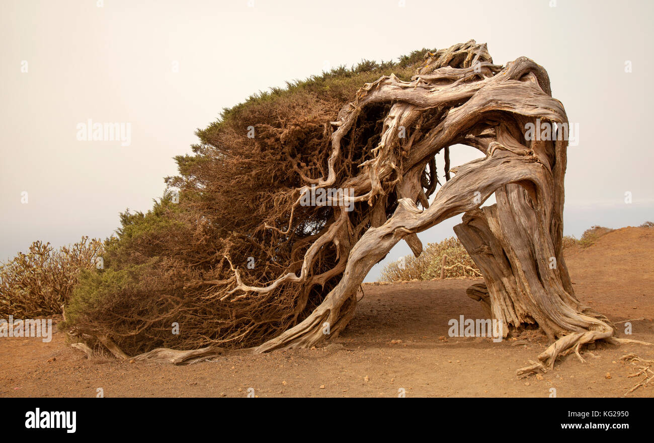 La Sabina, The Juniper tree, wind-shaped juniper tree growing in the ...