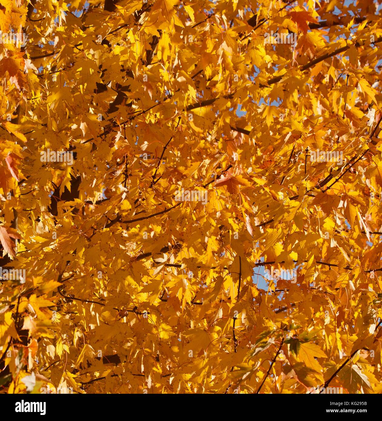 Autumn gold maple leaves Stock Photo - Alamy