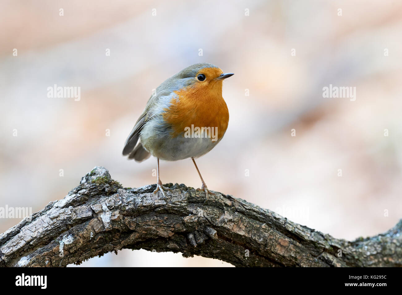 Big robin hi-res stock photography and images - Alamy
