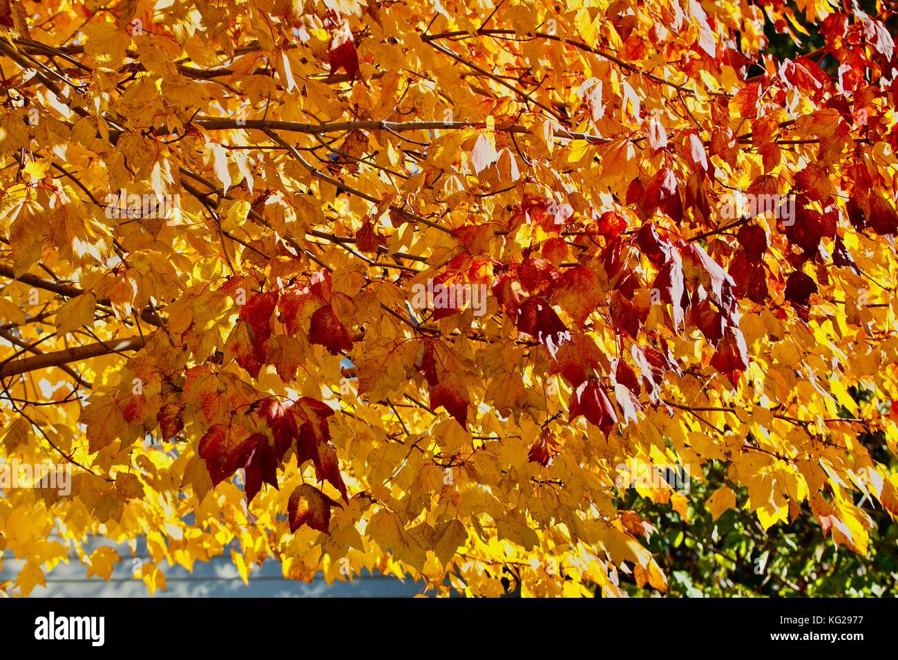 Yellow and rust maple leaves Stock Photo - Alamy