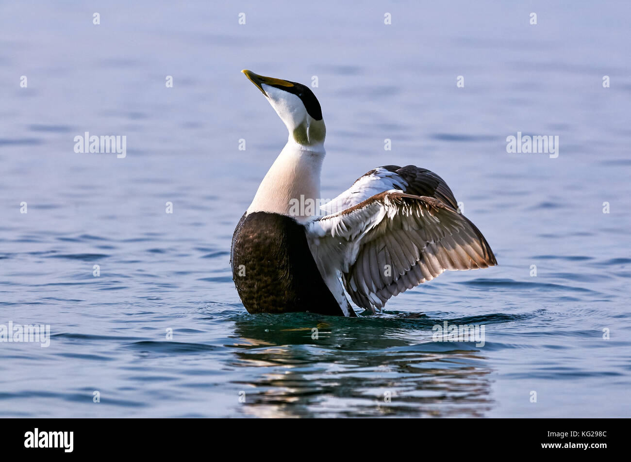 Male common eider flaps its wings in blue water Stock Photo - Alamy