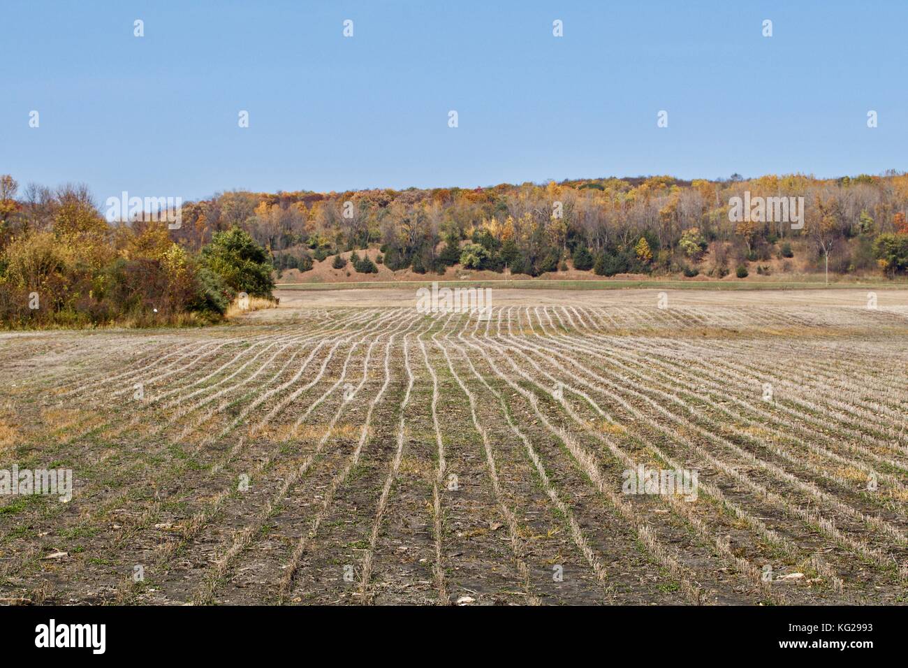 Mature soybean field harvest hi-res stock photography and images - Alamy