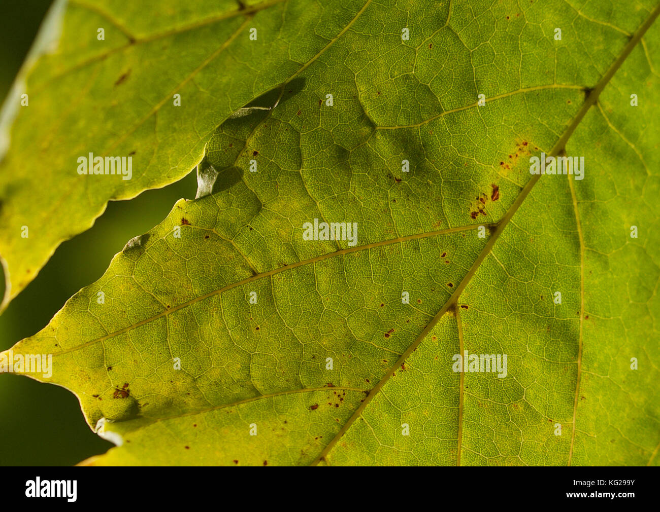 Back lit leaf hi-res stock photography and images - Alamy