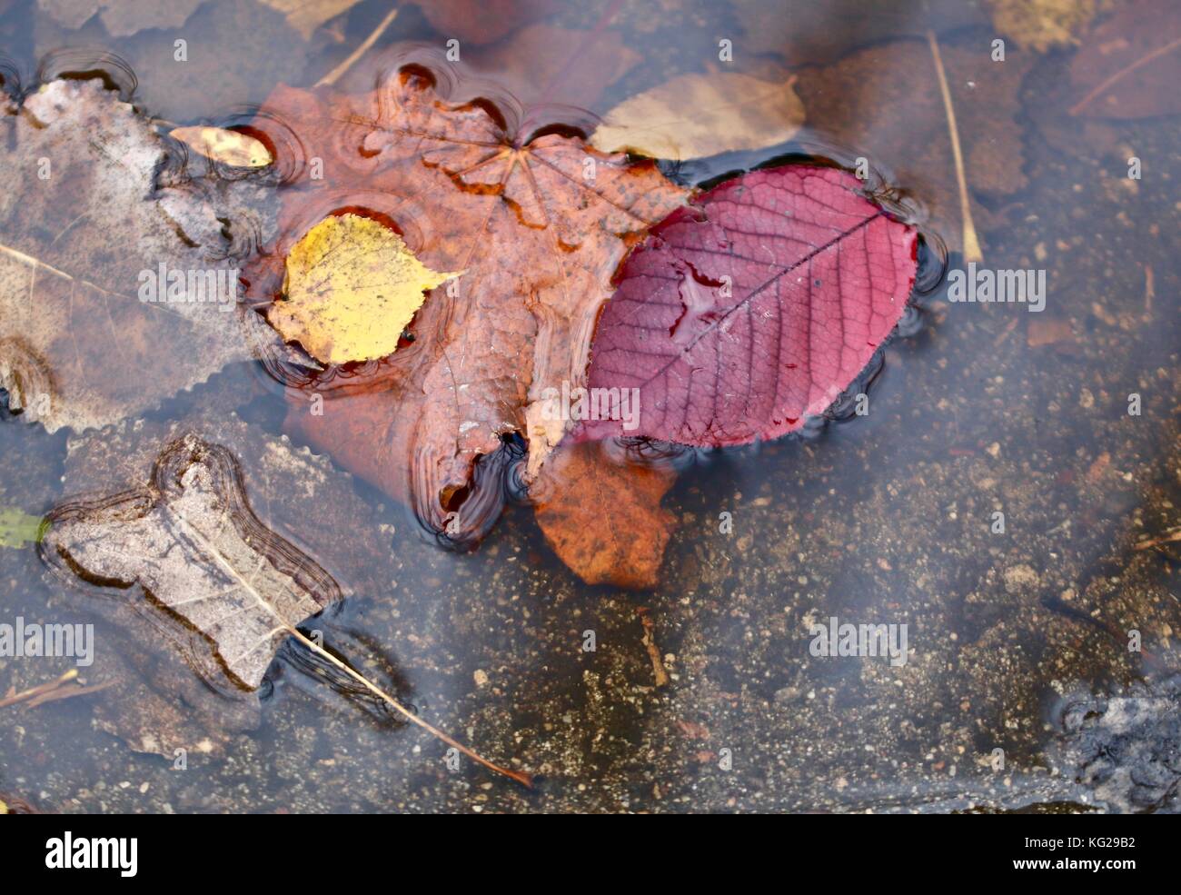 Leaf fall after the autumn rain Stock Photo - Alamy