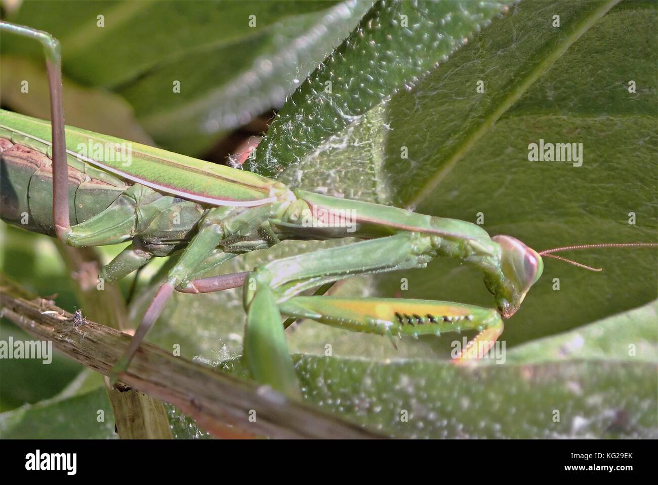 Sneaky insect hi-res stock photography and images - Alamy