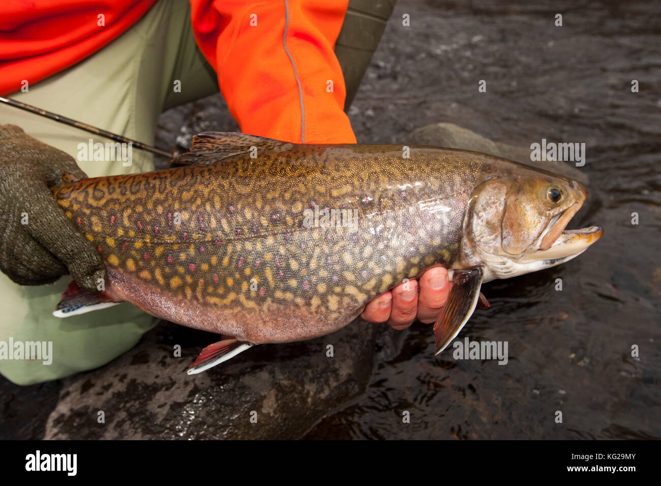 Cradling a big brook trout Stock Photo - Alamy