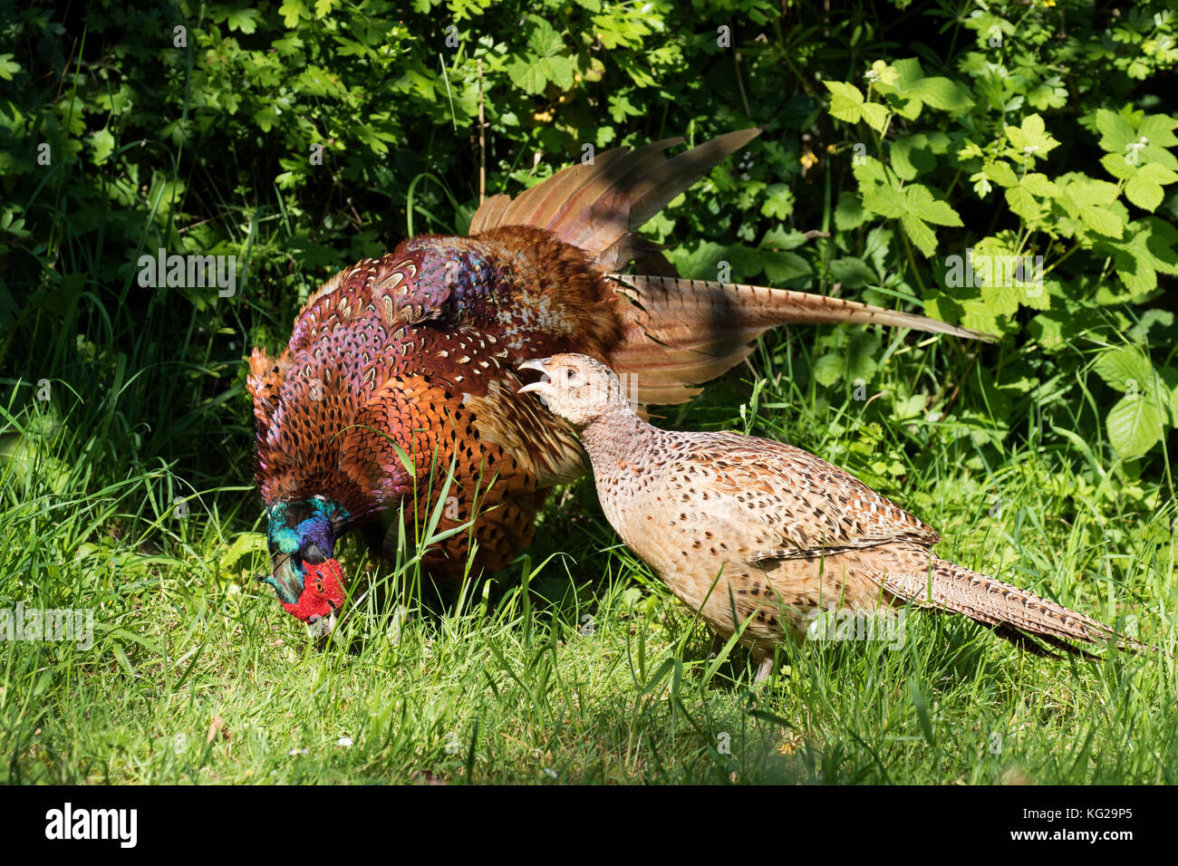 Pheasant, Phasianus colchicus, adult male displaying to female during ...