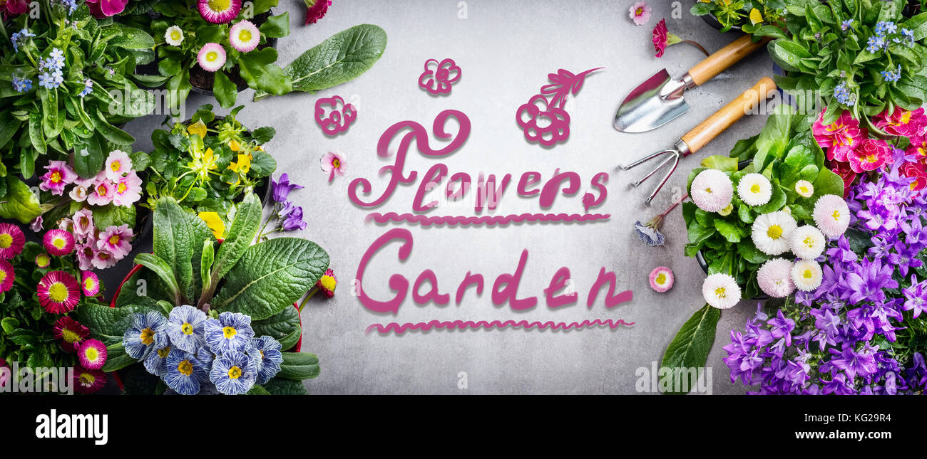 Floral gardening background with variety of colorful garden flowers and ...