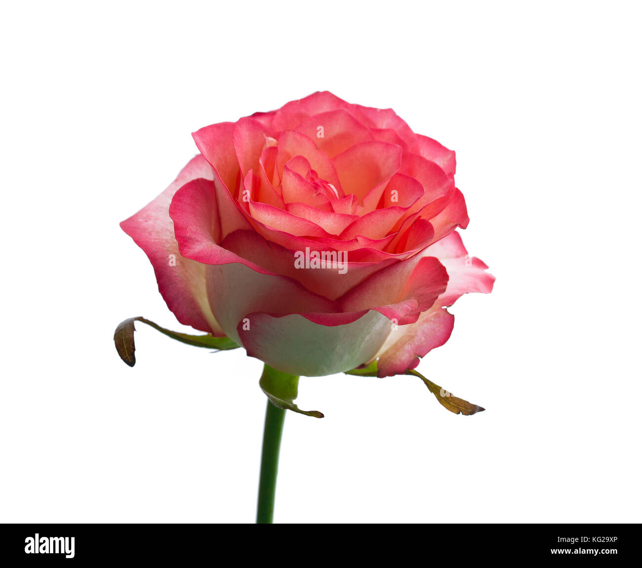 Pink rose with leaves isolated. Selective focus Stock Photo - Alamy