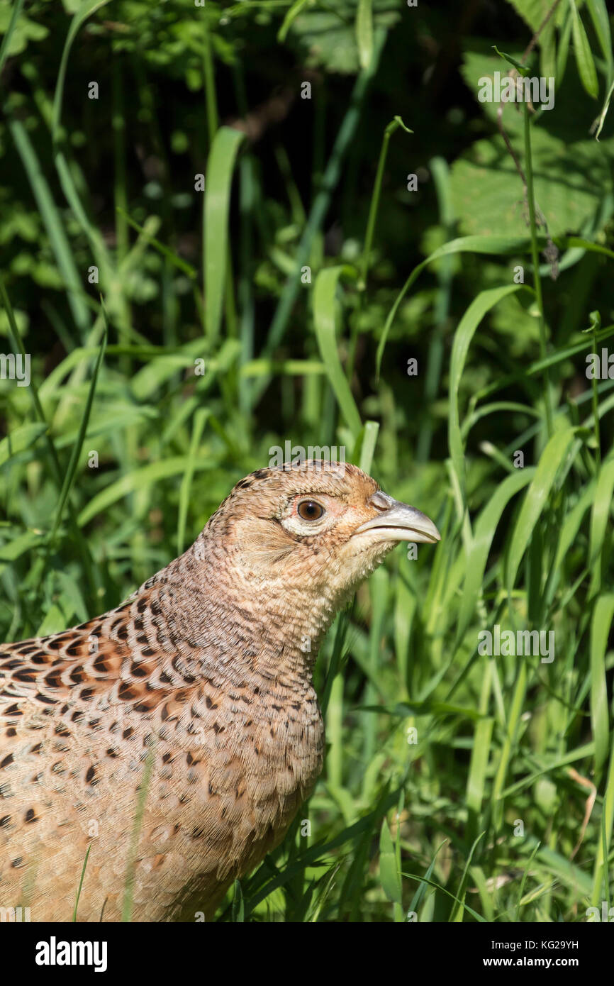 Adult female pheasant hi-res stock photography and images - Alamy