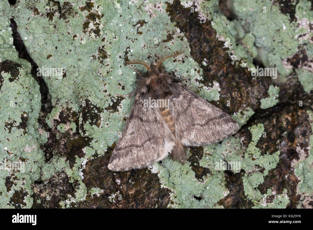 Eichen-Prozessionsspinner, Prozessionsspinner, Eichenprozessionsspinner ...