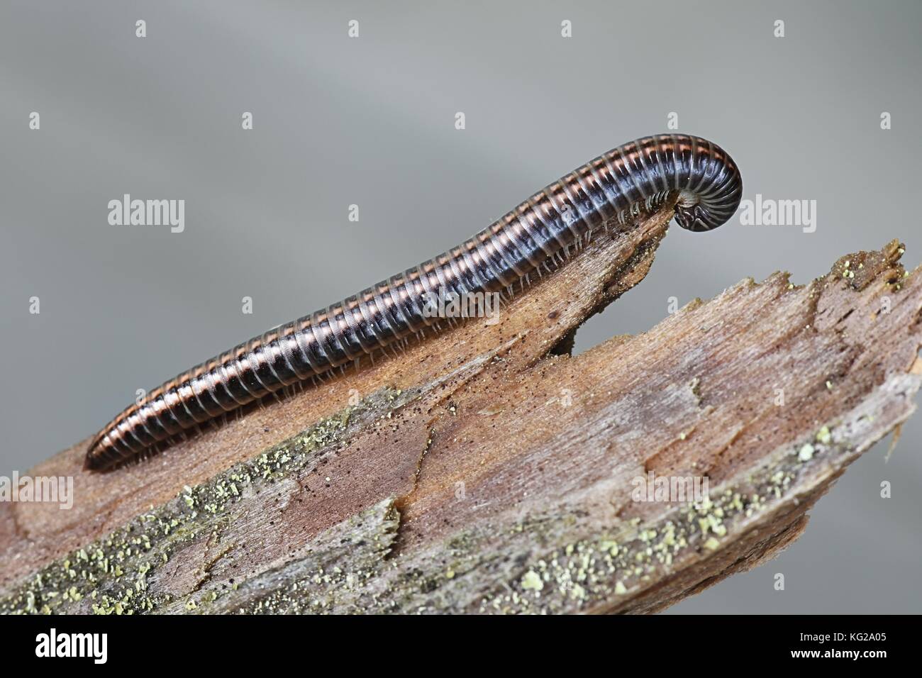 Striped millipede, Ommatoiulus sabulosus Stock Photo - Alamy