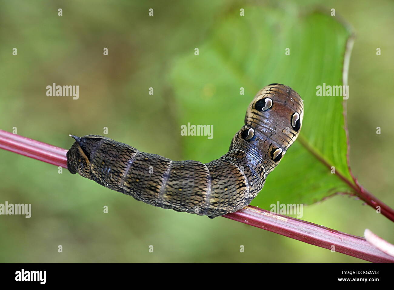Elephant hawk moth caterpillar Stock Photo - Alamy