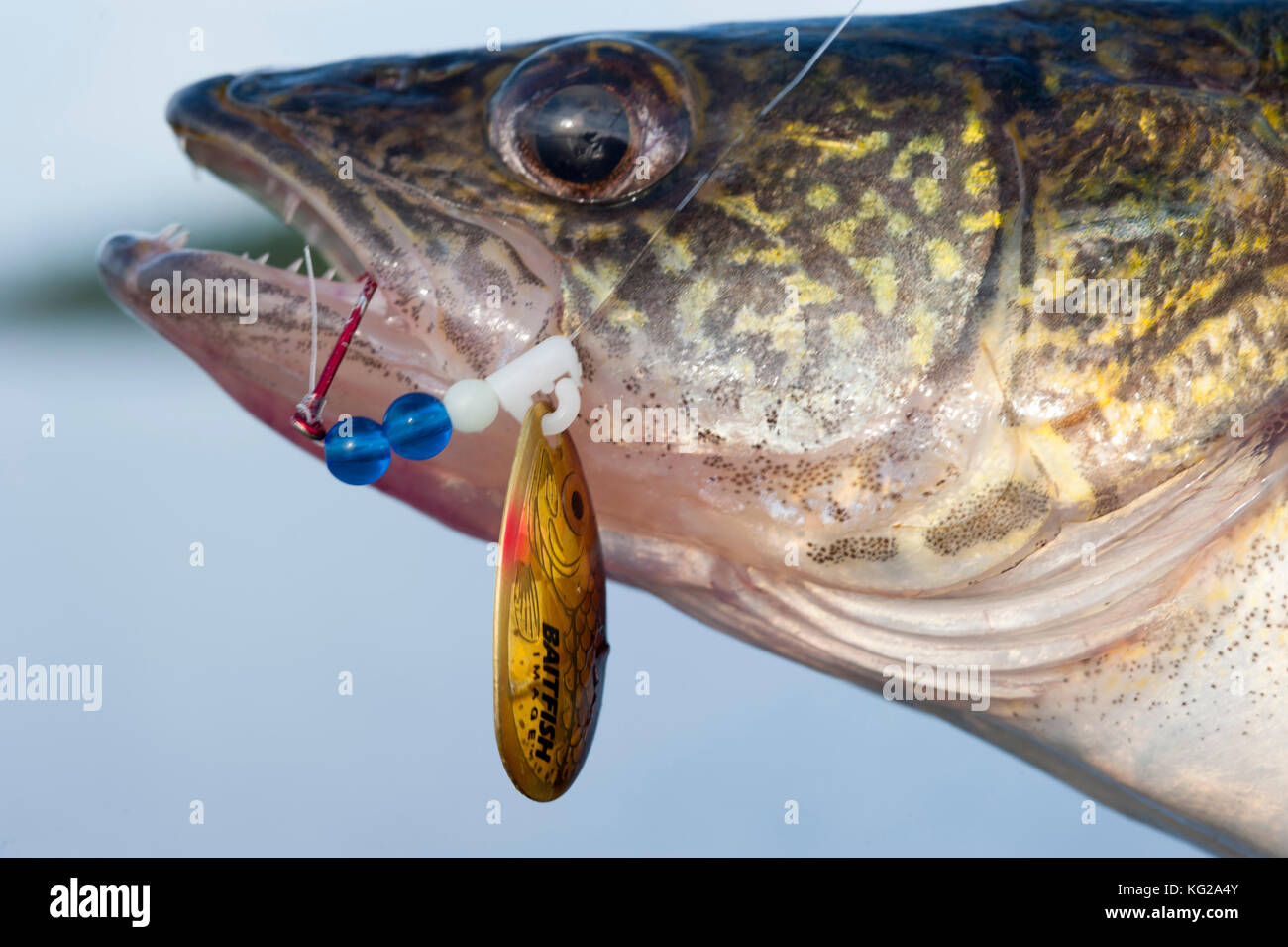 close up walleye with spinner rig Stock Photo - Alamy