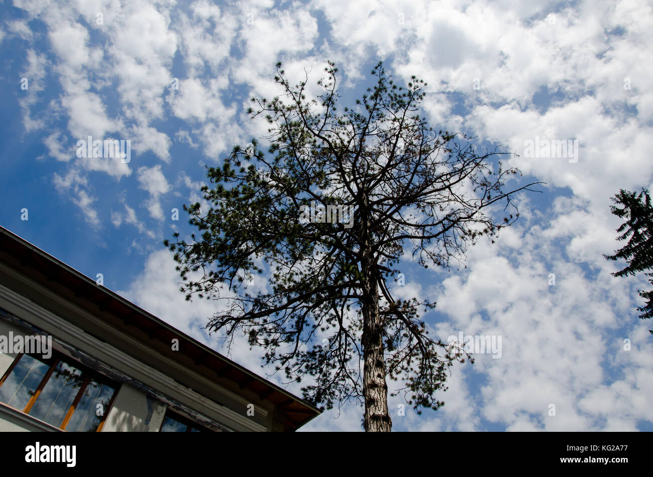 Single tree with blue sky and clouds Stock Photo - Alamy