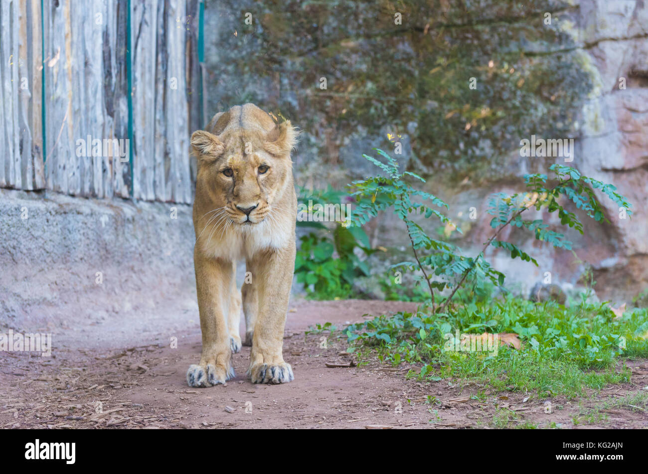 Rome (Italy) - The animals of Biopark, a zoological park in the heart ...