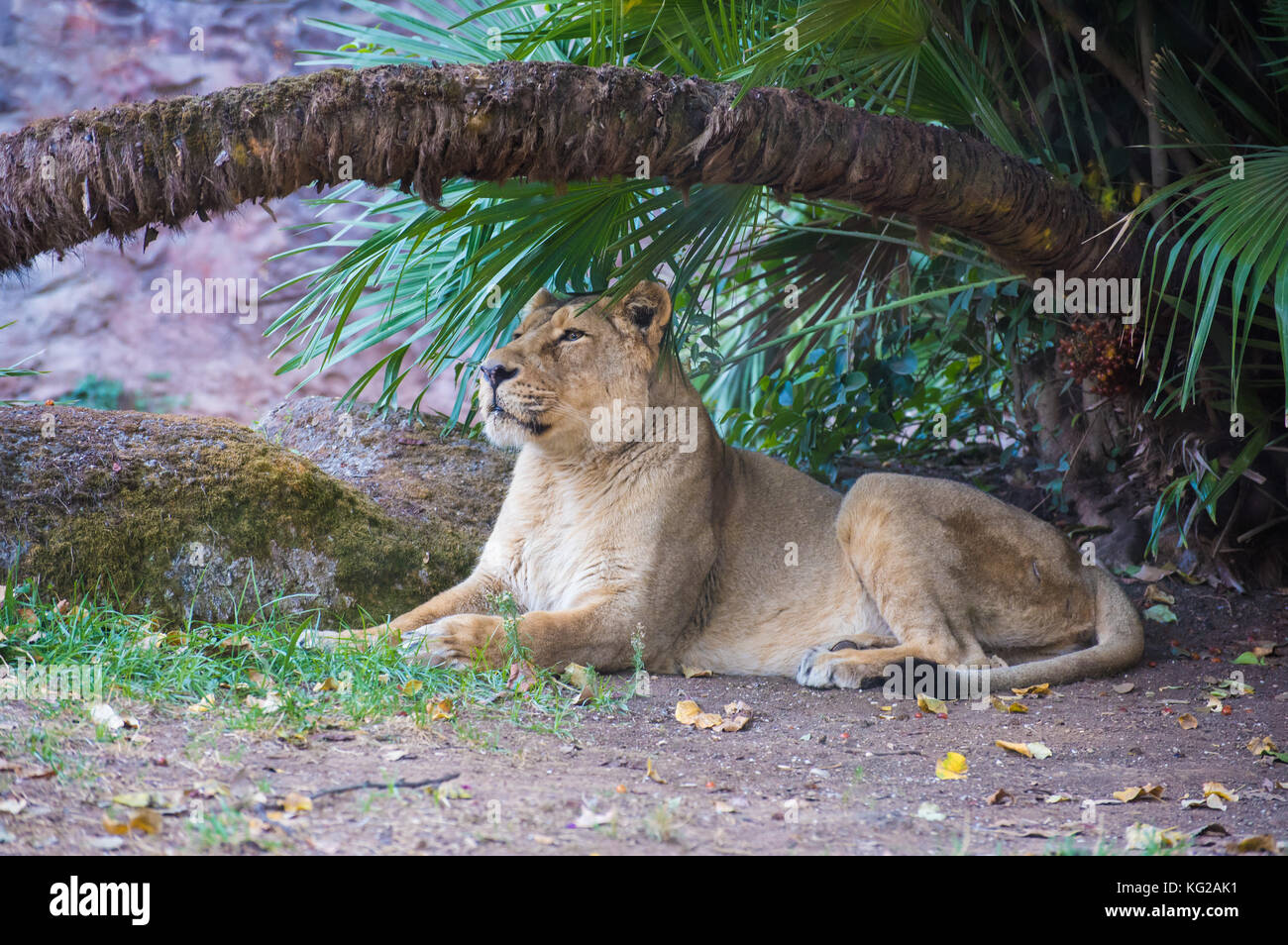 Rome (Italy) - The animals of Biopark, a zoological park in the heart ...