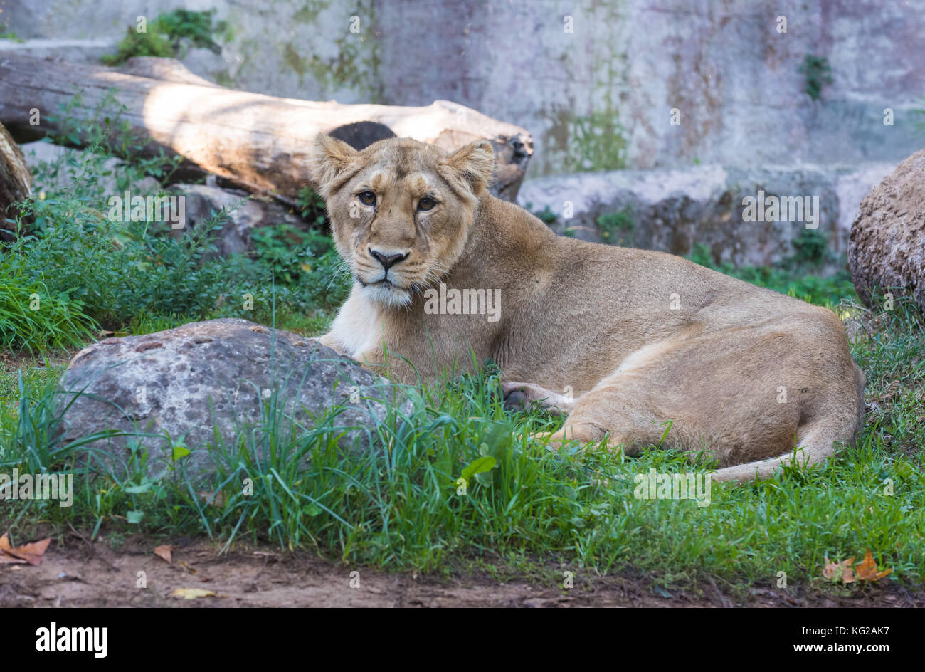 Rome (Italy) - The animals of Biopark, a zoological park in the heart ...