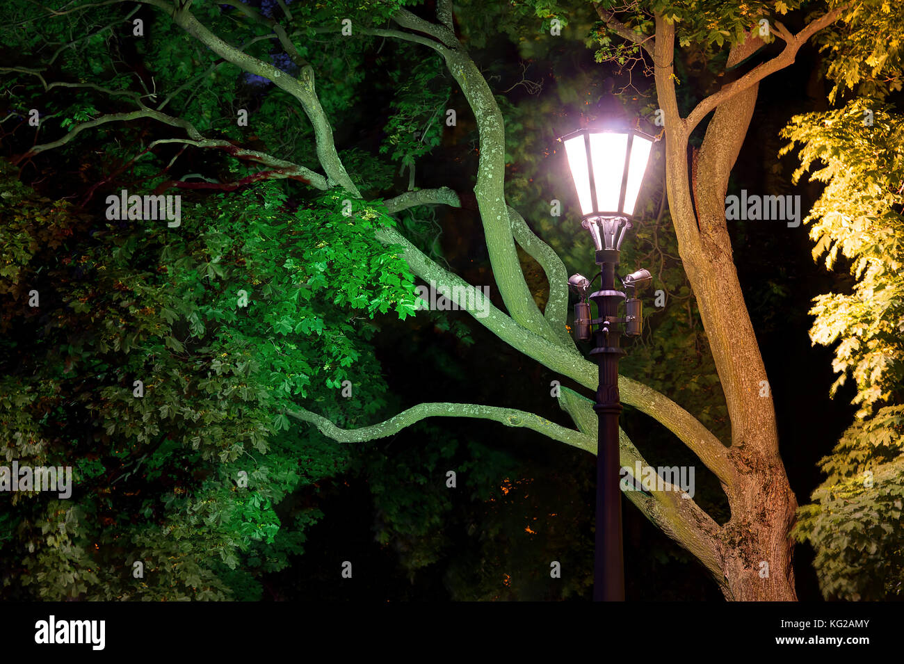 Night street light on the background of tree foliage Stock Photo - Alamy