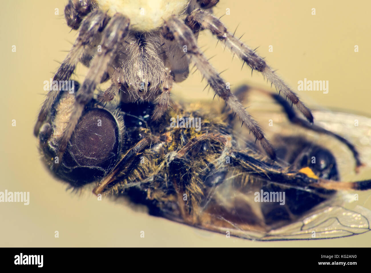 Spider Eating Fly Close Up