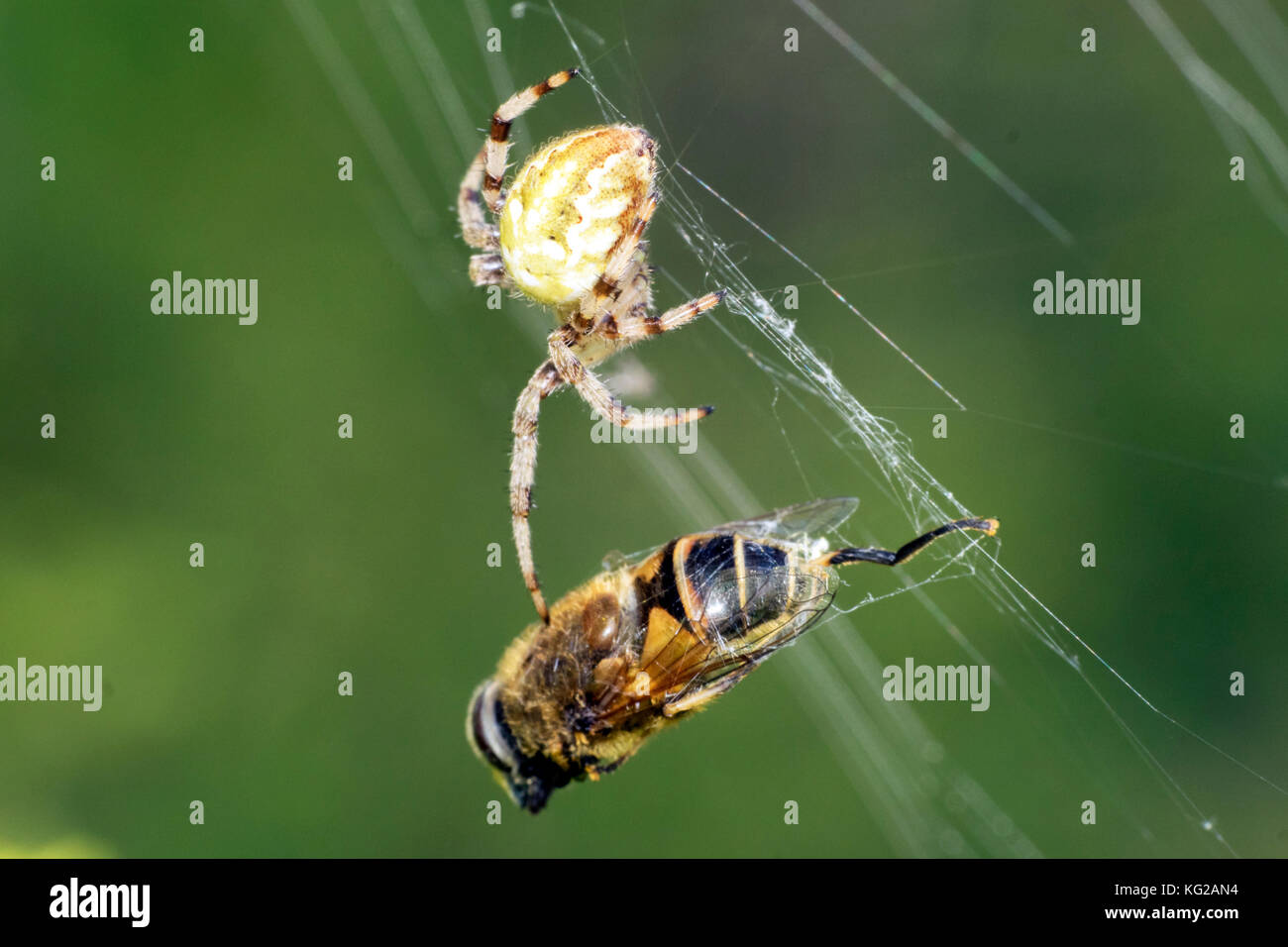 Cross spider with his prey. Spider eating a bee Stock Photo - Alamy