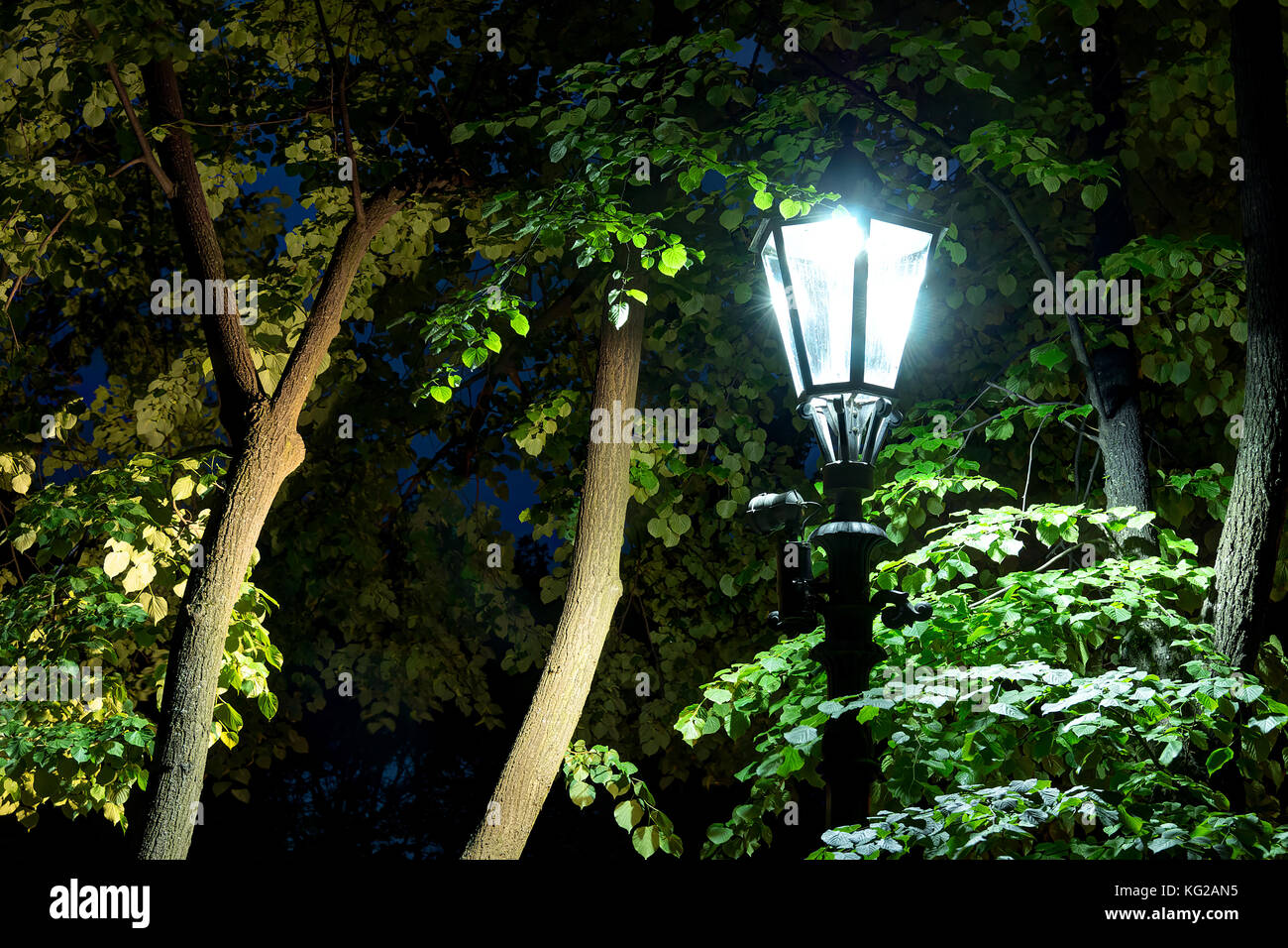 Night street light on the background of trees foliage Stock Photo - Alamy