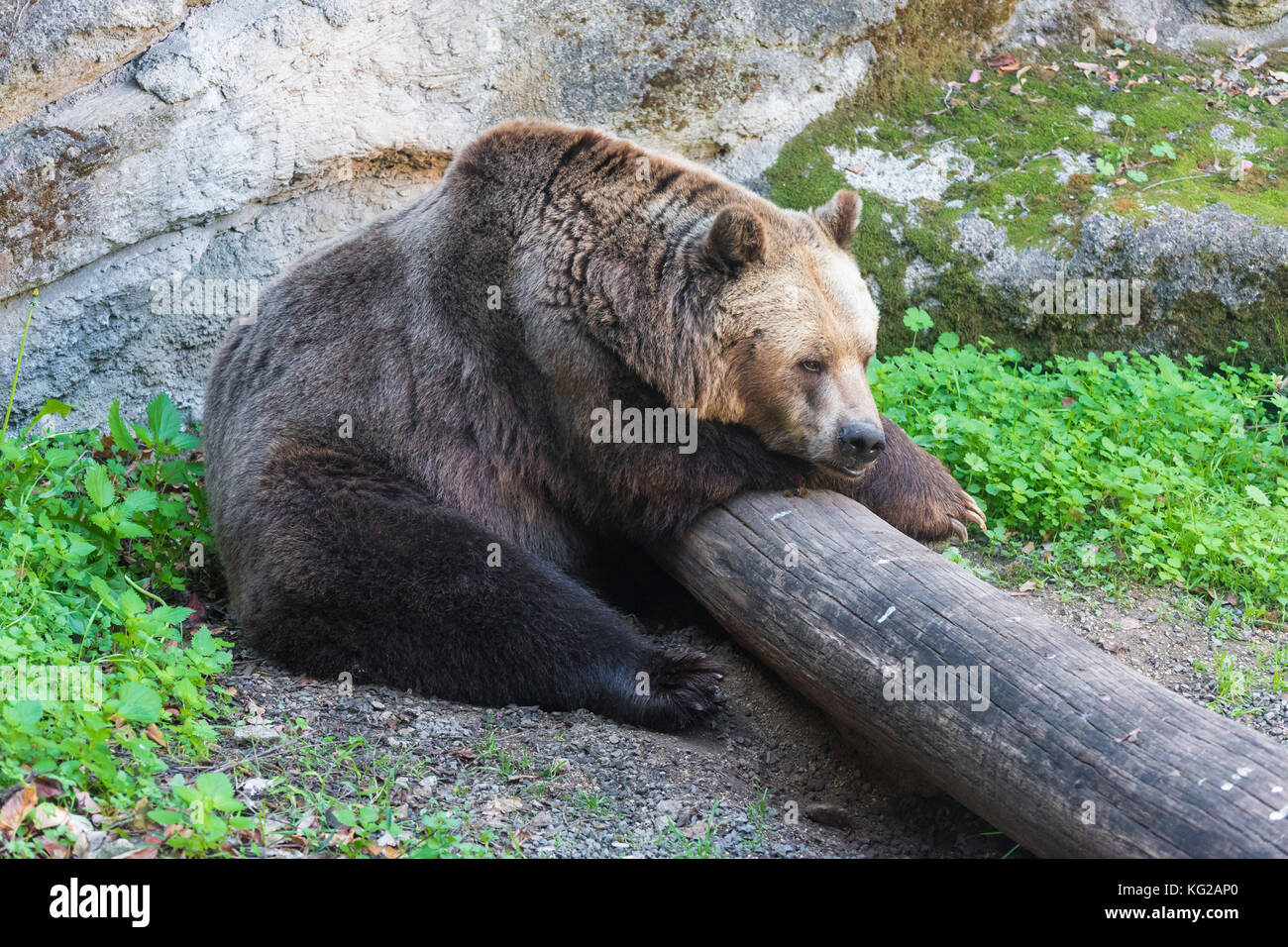 Rome (Italy) - The animals of Biopark, a zoological park in the heart ...