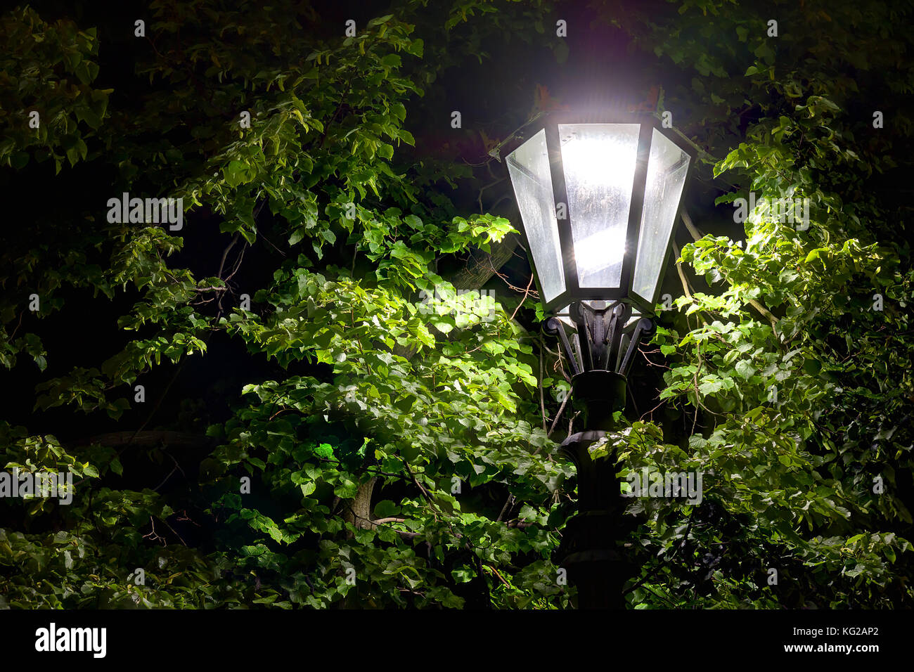 Night street light on the background of trees foliage Stock Photo - Alamy