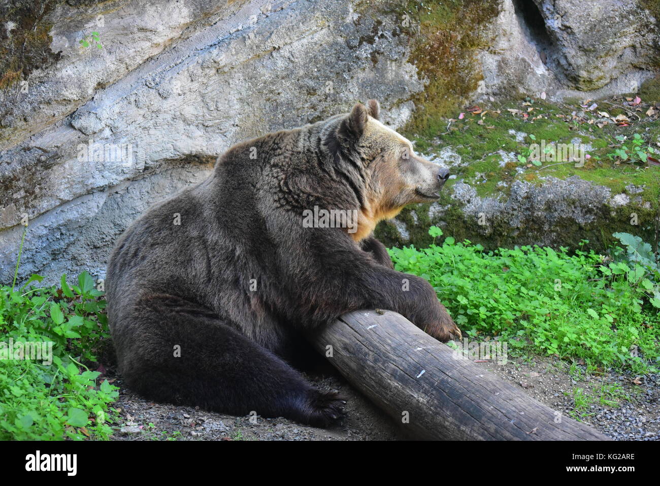 Rome (Italy) - The animals of Biopark, a zoological park in the heart ...