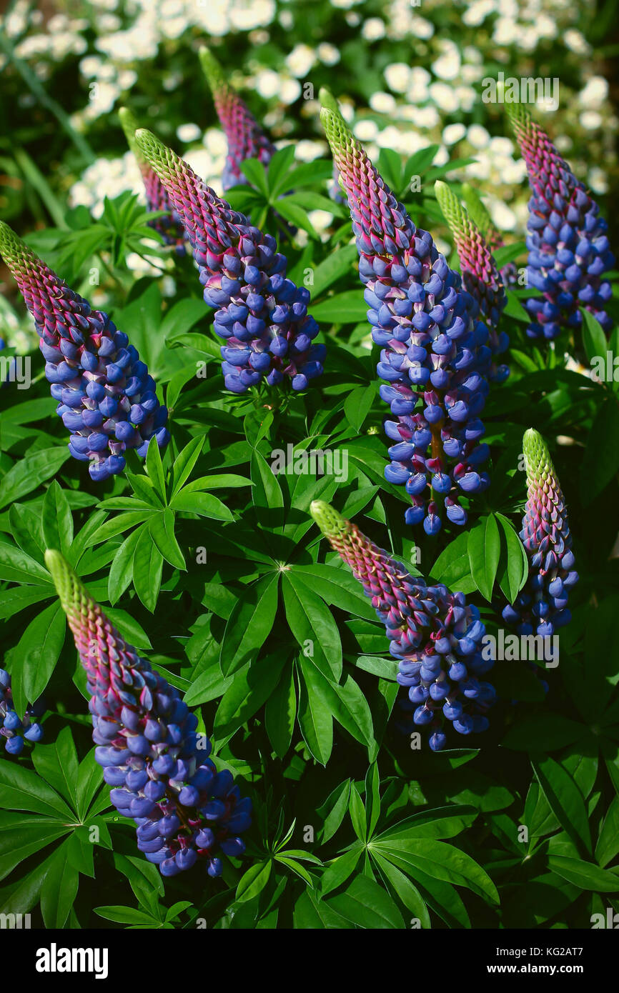 Lupinus, lupin, lupine field with pink purple and blue flowers. Bunch ...