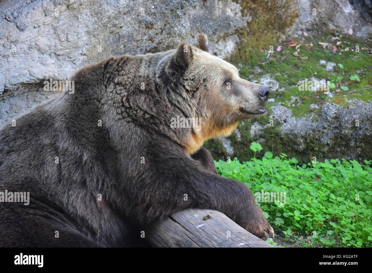 Rome (Italy) - The animals of Biopark, a zoological park in the heart ...