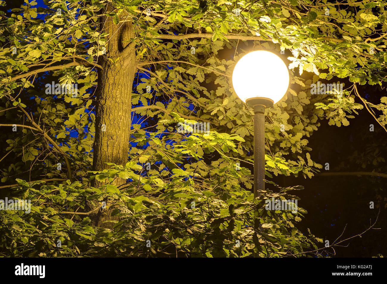 Night street light on the background of tree foliage Stock Photo - Alamy