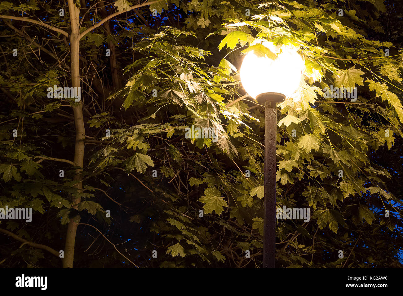 Night street light on the background of trees foliage Stock Photo - Alamy