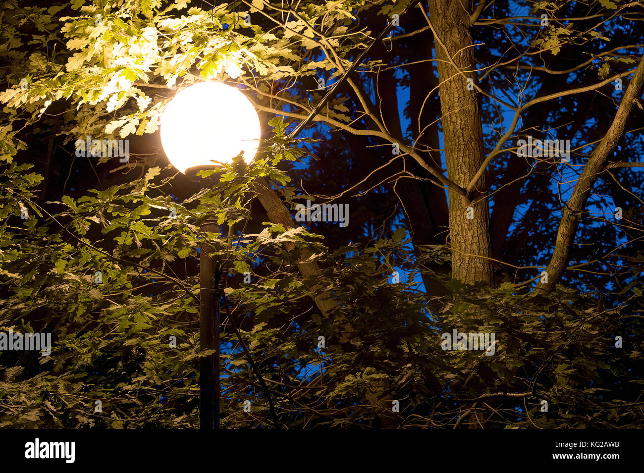 Night street light on the background of trees foliage Stock Photo - Alamy