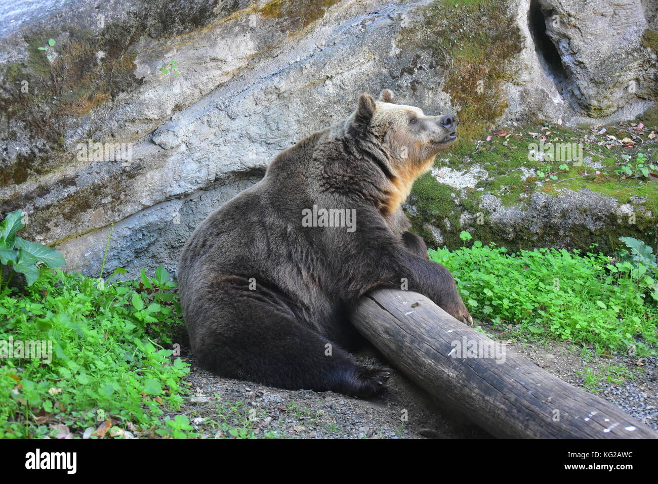 Rome (Italy) - The animals of Biopark, a zoological park in the heart ...