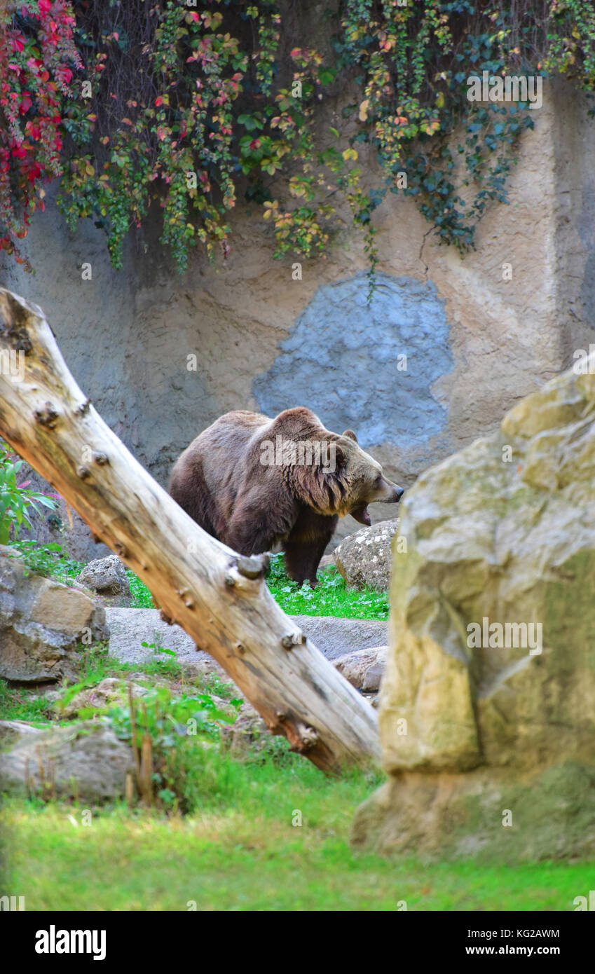 Rome (Italy) - The animals of Biopark, a zoological park in the heart ...