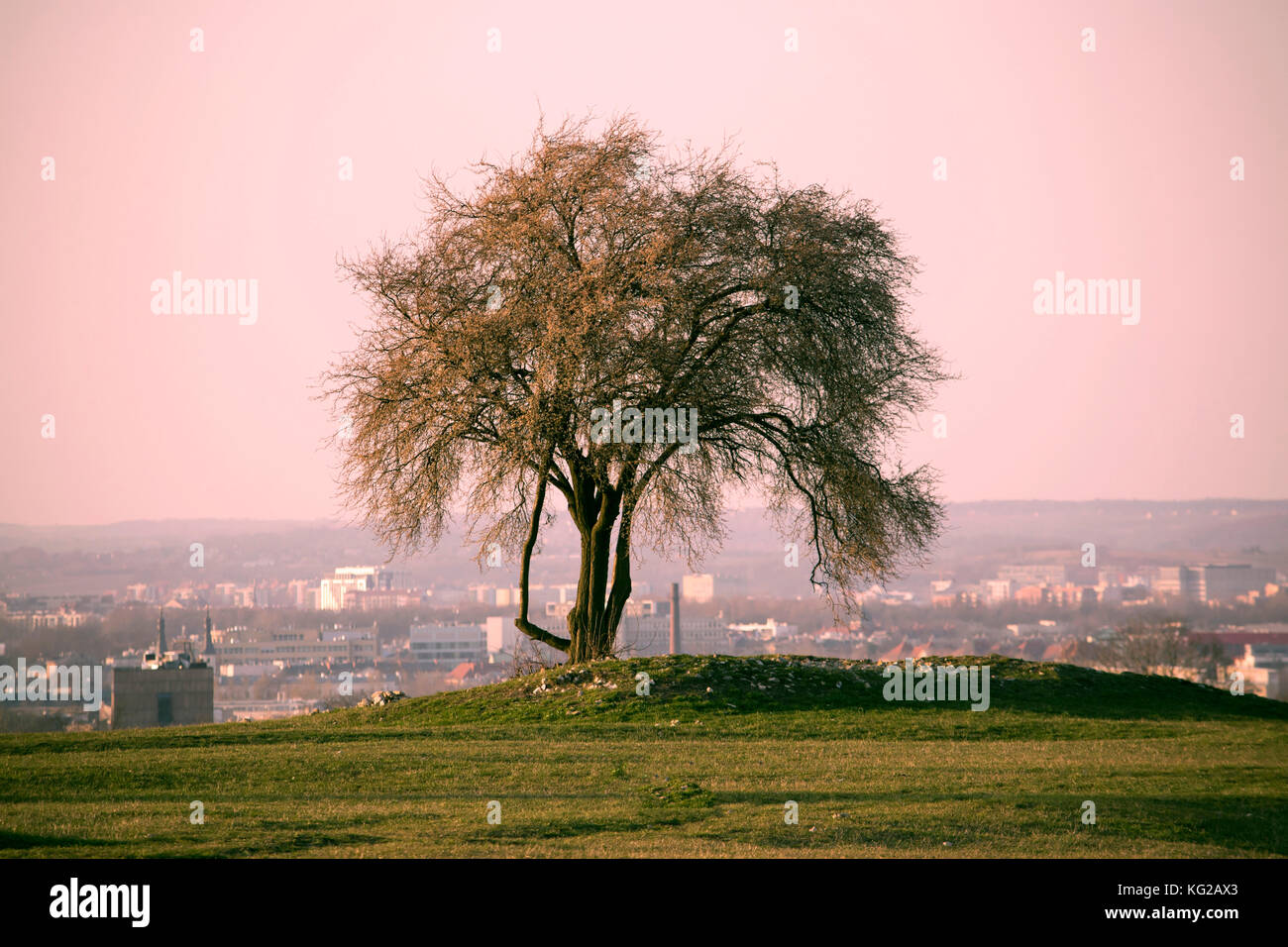 Lonely spring tree on the hill. View over the Krakow city in Poland ...