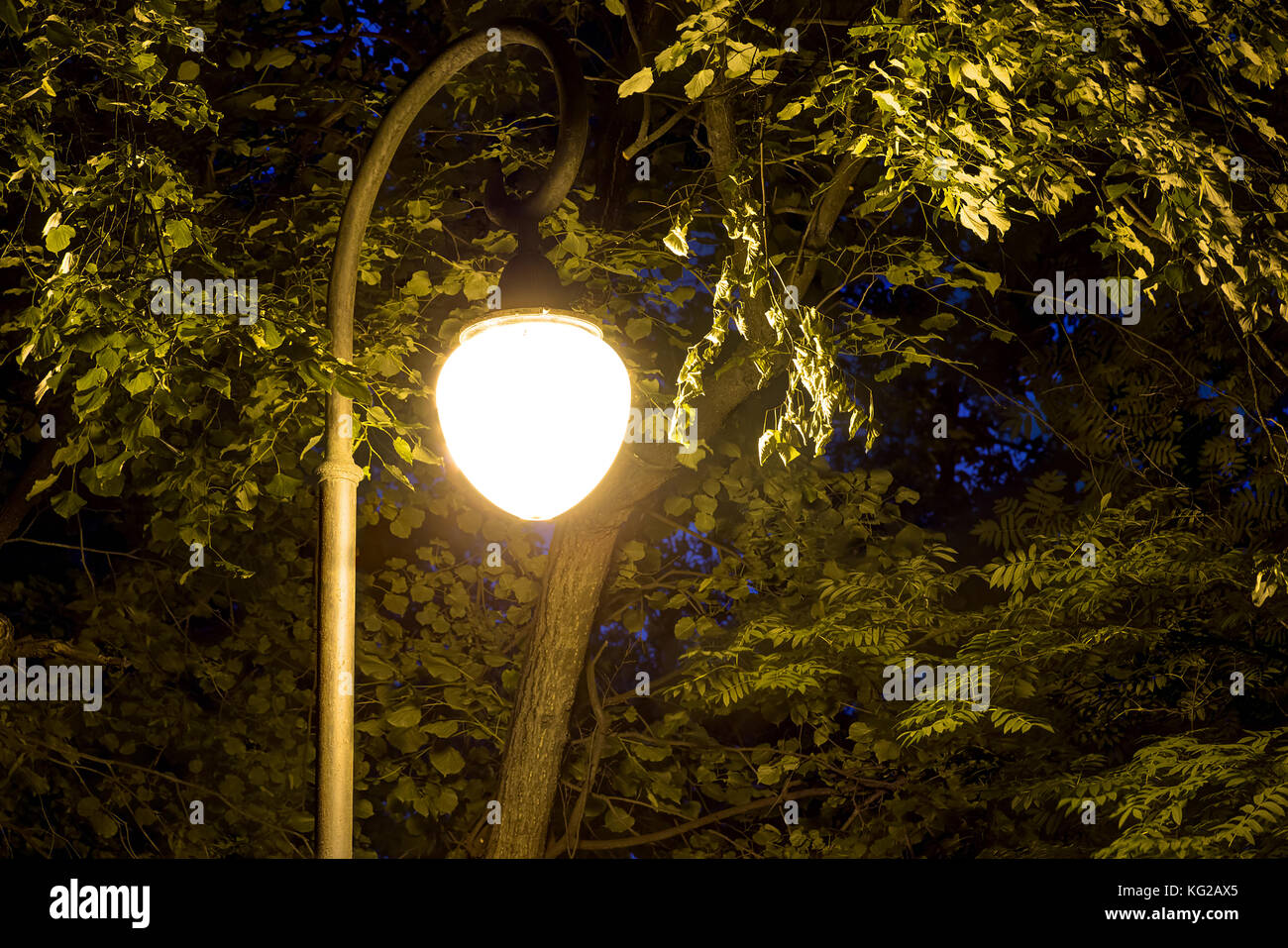 Night street light on the background of trees foliage Stock Photo - Alamy