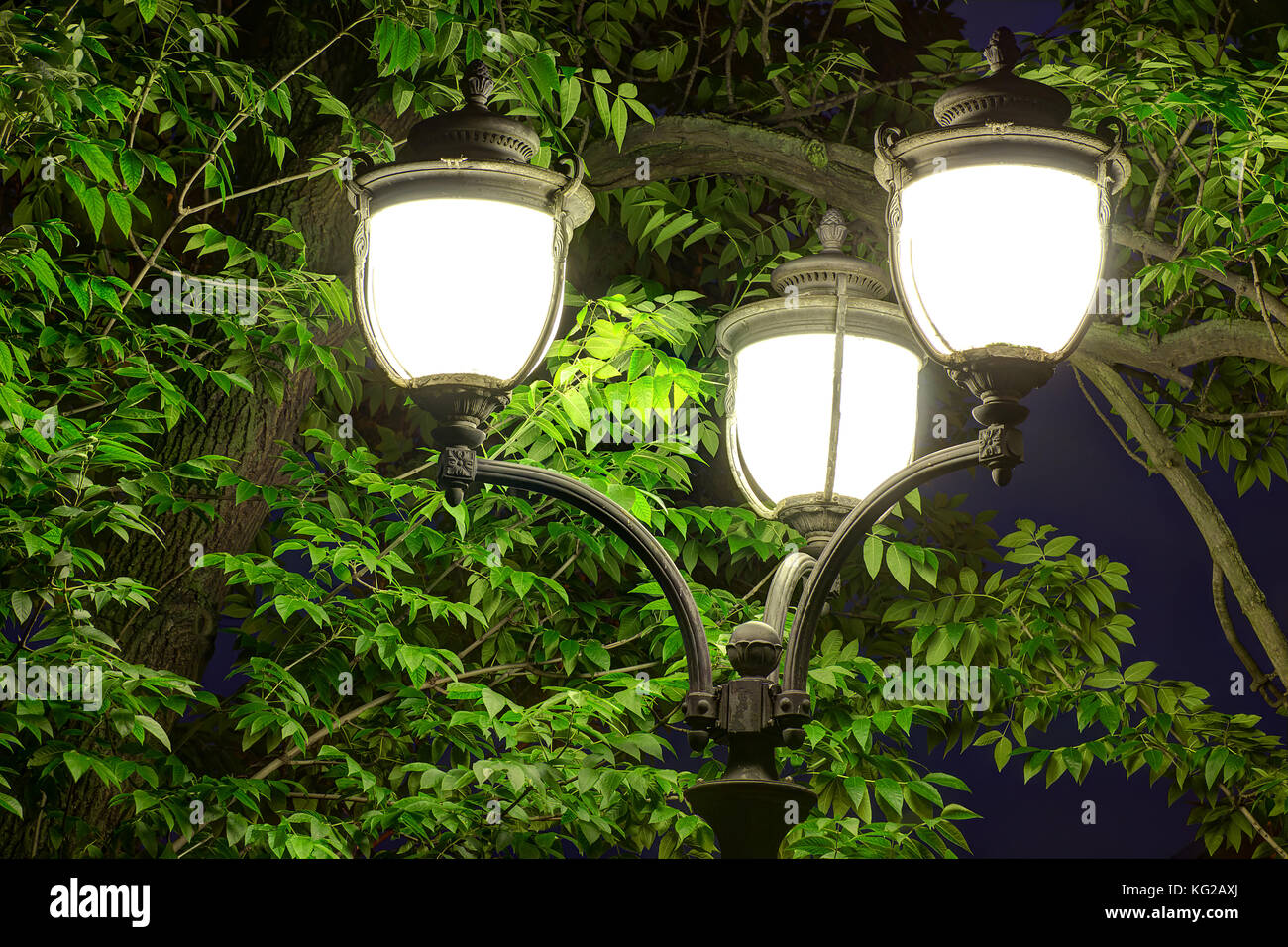 Night street light on the background of tree foliage Stock Photo - Alamy