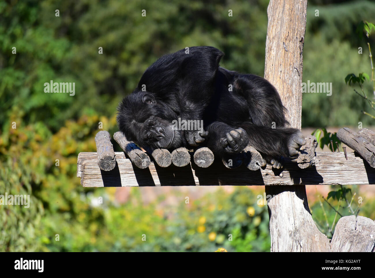 Rome (Italy) - The animals of Biopark, a zoological park in the heart ...