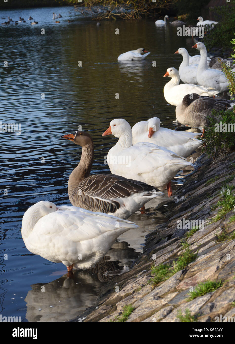 Exe birds hi-res stock photography and images - Alamy