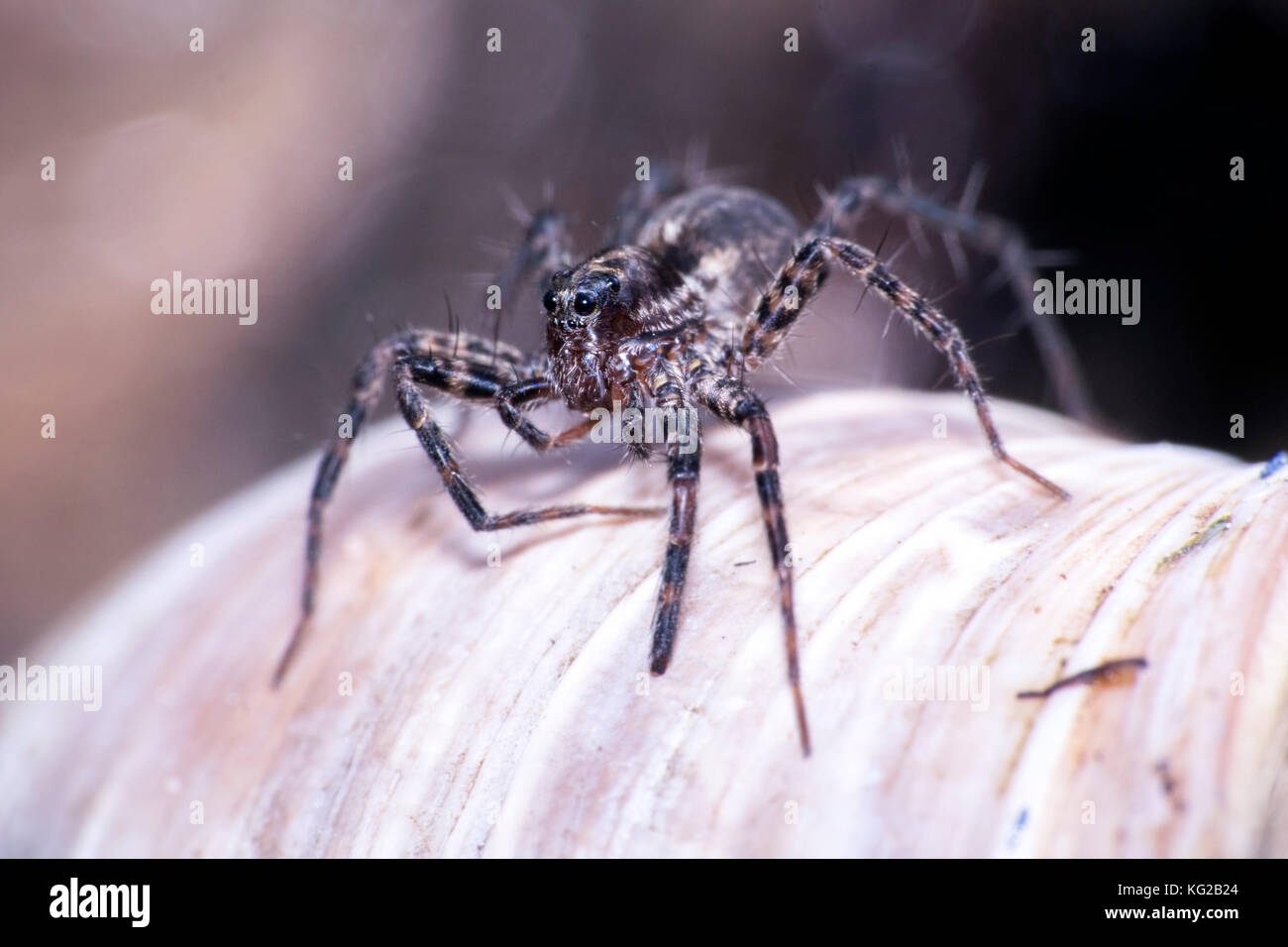 Spider from Lycosidae family. Spider with 2 big and 4 small eyes ...