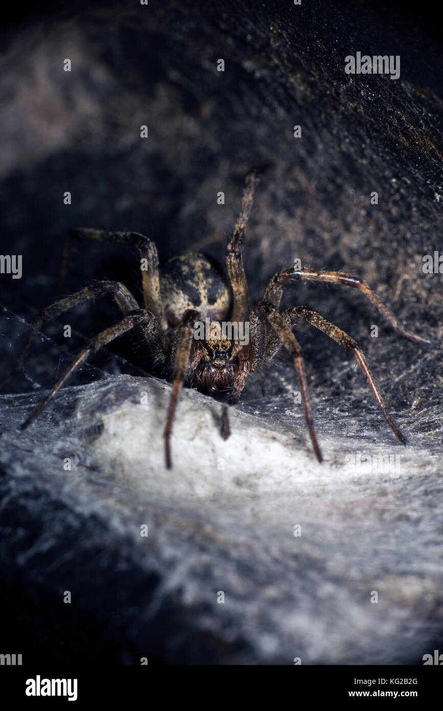 Spider in his hideaway. The Walnut Orb-weaver Spider (Nuctenea ...