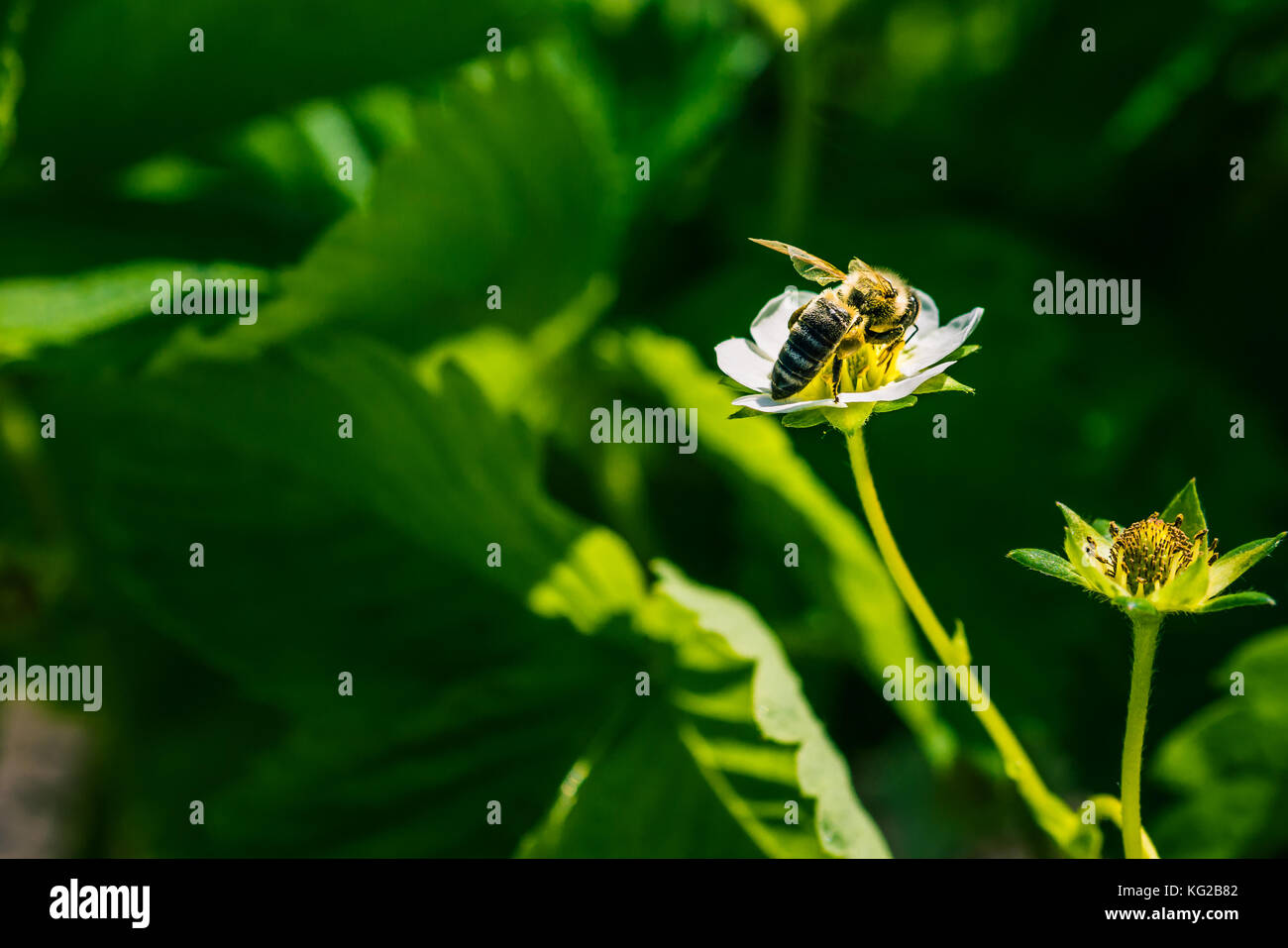 The bee pollinates the strawberry flower. Insect on a white flower ...